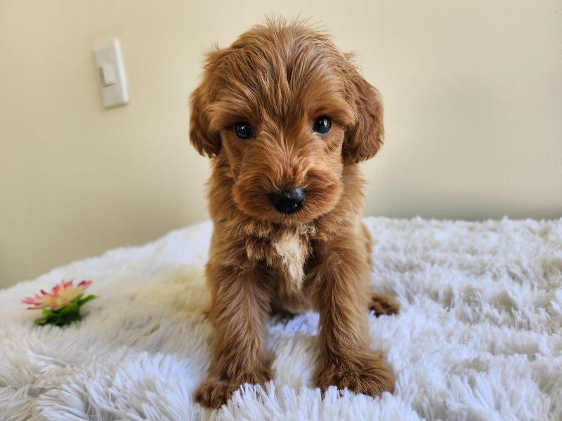 Puppies | Bambinos Puppies Criadero de Perros Colombia