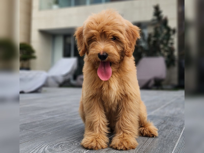 Puppies | Bambinos Puppies Criadero de Perros Colombia